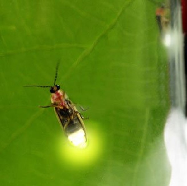 Malaysia Borneo Sabah with Klias River Fireflies