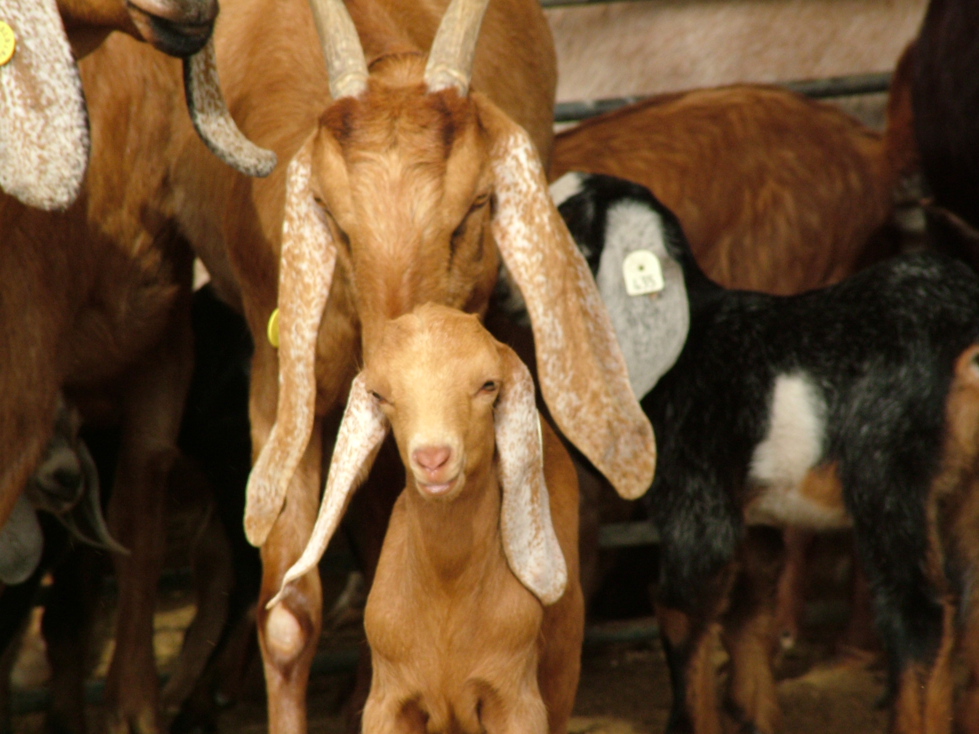 Israel Goat Cheese Farm Restaurant Negev Sde Boker.